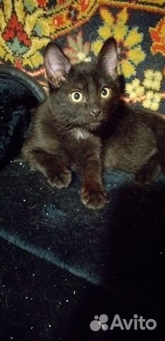 Отдам в очень хорошие руки