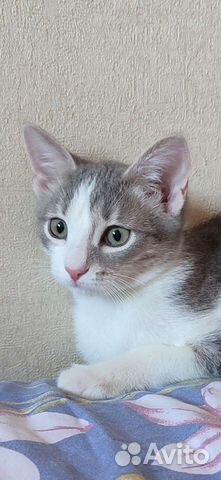 Котенок