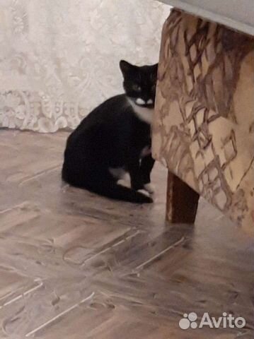 Отдам Кошечку в добрые руки Пусть и нее будет семь