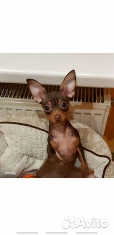 Вязка мини той