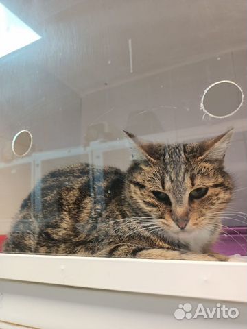 Ищет дом кошечка Жози