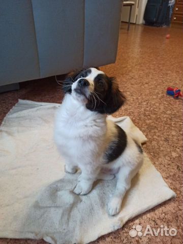 Щенок фален