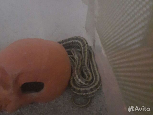 Узорчатый полоз