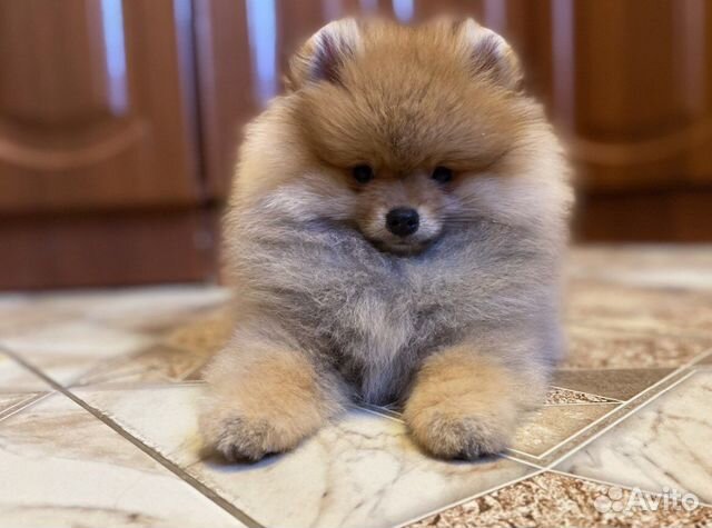 Померанский шпиц девочка 2,5 месяца