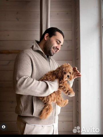 Мальтипу Ф1 темный Карамель