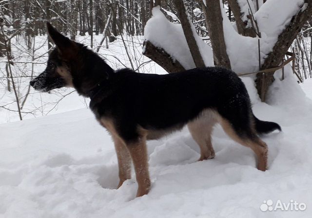 Щенок немецкой овчарки 5,5 мес