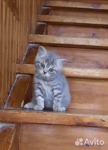 Шотландский котик