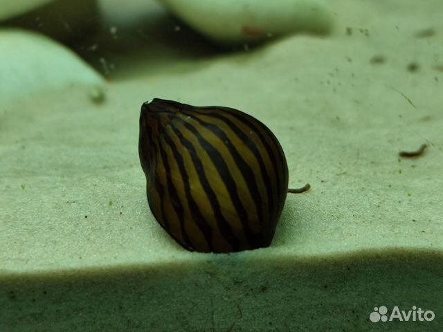 Продам улиток неретин