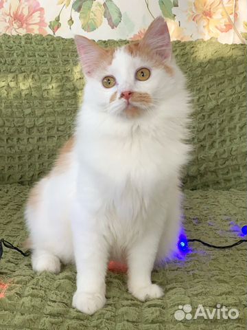 Безумно ласковый Пухлик ищет счастье