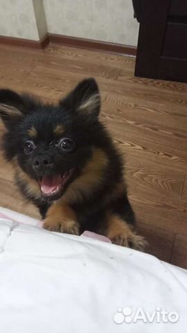 Маленькая собаки бесплатно