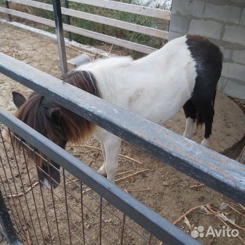 Пони жеребец 2 года