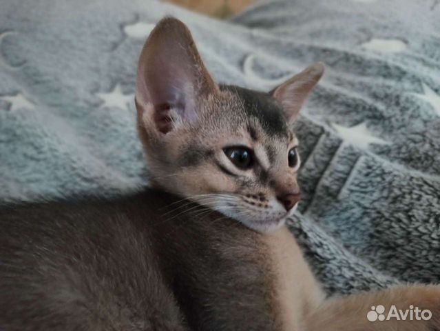 Абиссинский котенок, мальчик, окрас голубой