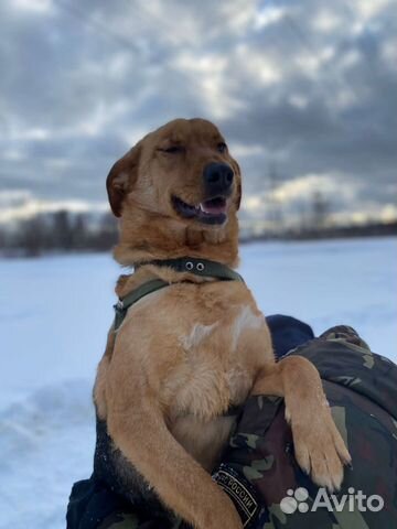 Лучезарная Баффи ищет дом