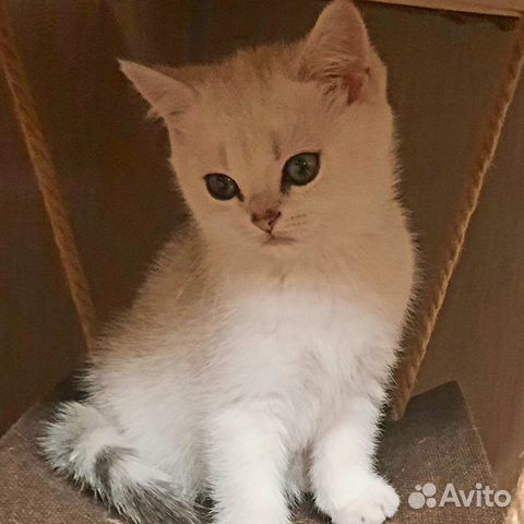 Британская серебристая шиншилла котенок