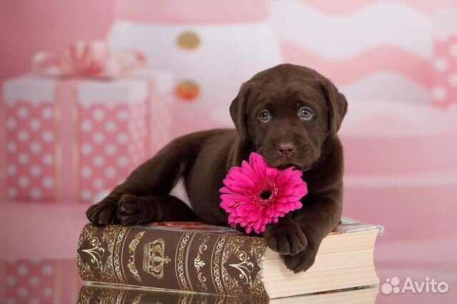 Продажа щенка лабрадора