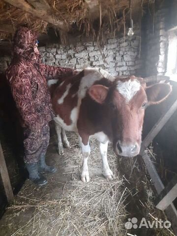 Коровы доеные и телята