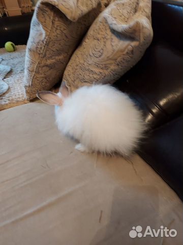 Ангорский кролик