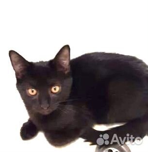 Черный котенок с оранжевыми глазами