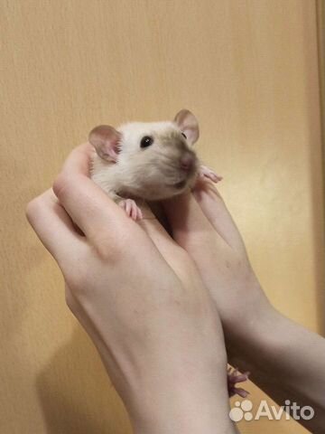Две крыски