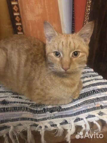 Кот ориентал