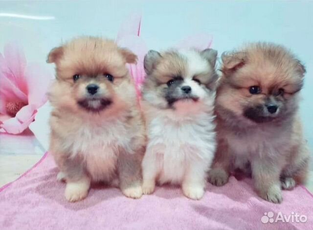 Щенки шпица