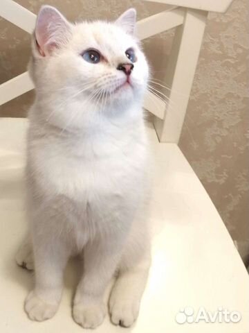 Британский котик