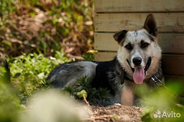 Собака мальчик 2 года