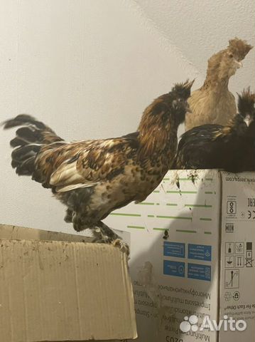 Петухи павловские, 4-4,5 месяцев