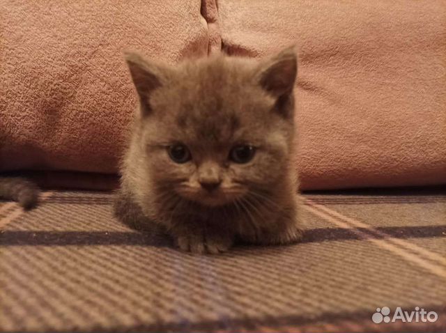 Шотландские котята
