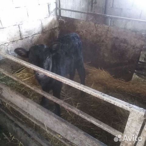 Бычки и быки телки