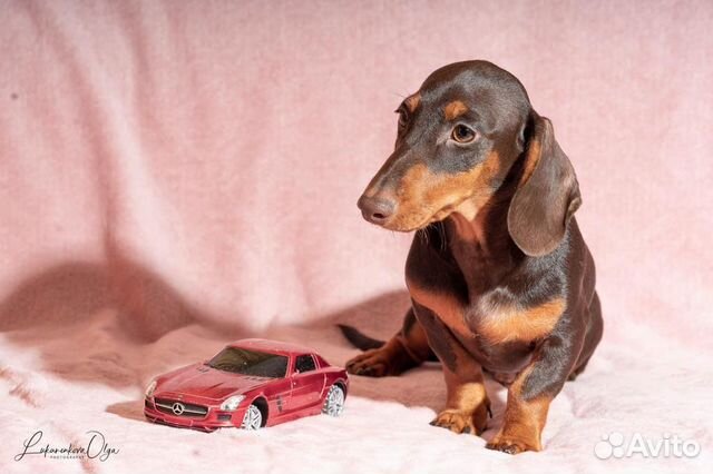 Такса крольчья щенок клубный