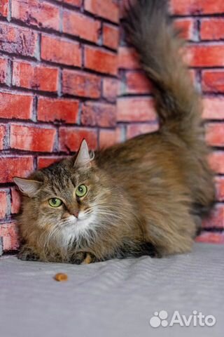 Кошечка Фиона 4 года