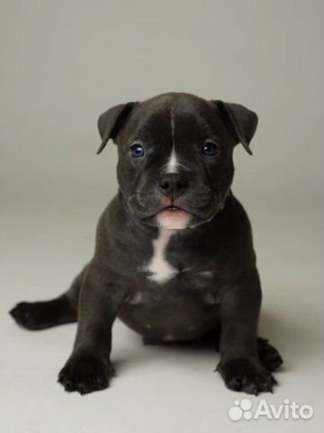 Американский булли