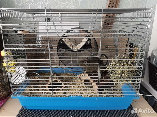 Белка дегу с клеткой