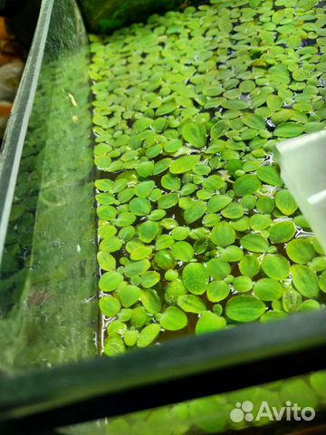 Пистия аквариумная