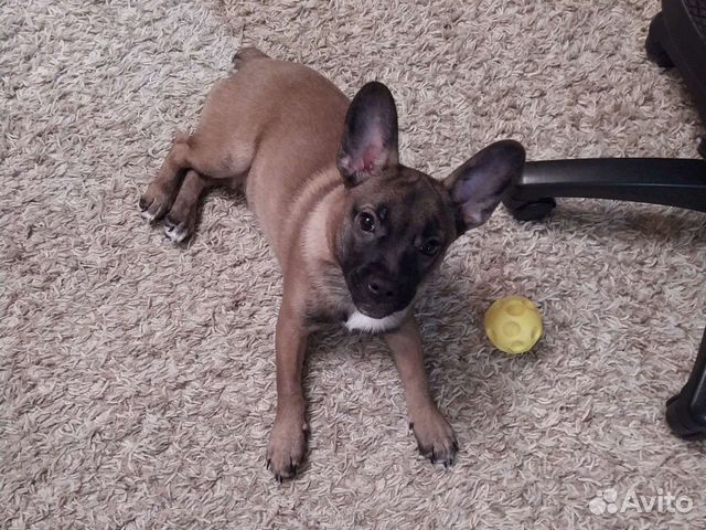 Помесь с французским бульдогом