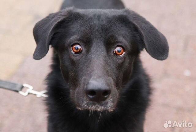 Счастье для Дастина