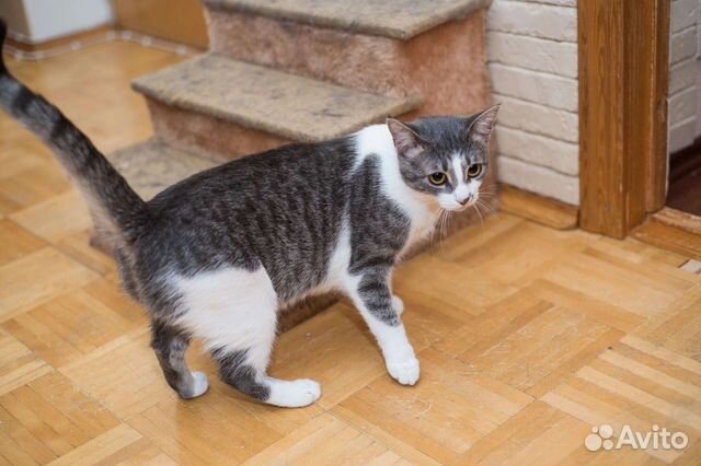 Кошка