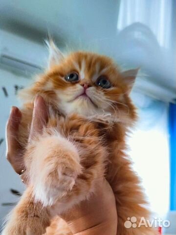 Персидские котята