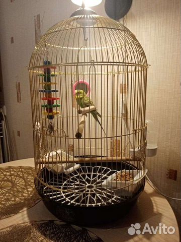 Волнистый попугай с клеткой