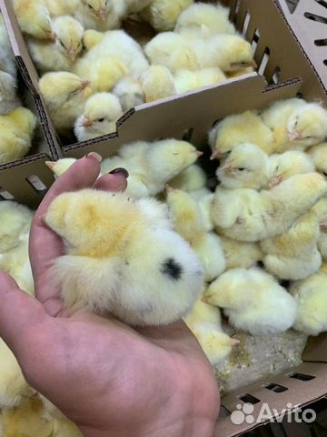 Суточные цыплята бройлеры кобб 500