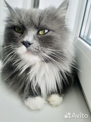 Пушистая кошечка