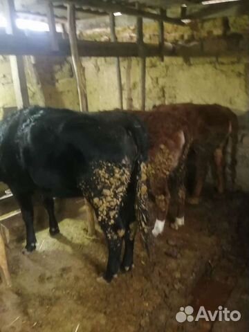 Телки на мясо