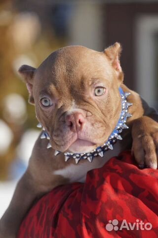 Мальчик Америкаский булли