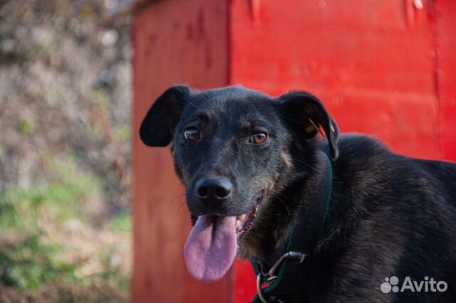 Собака ищет дом