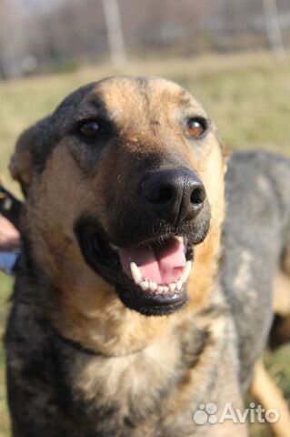 Комета-собака для семьи