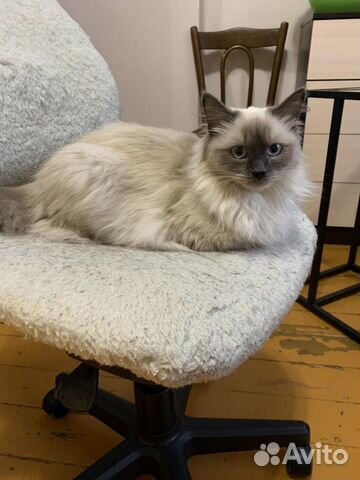 Кошка в дар