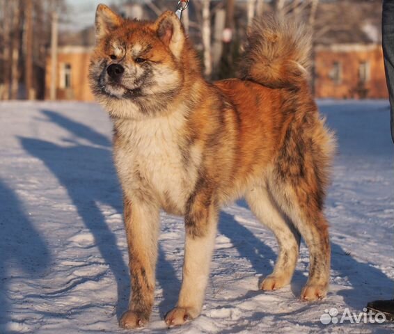 Тигровый мальчик акита ину