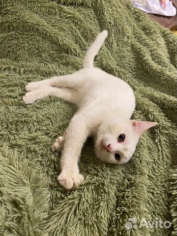 Зеленоглазый блондин ищет дом