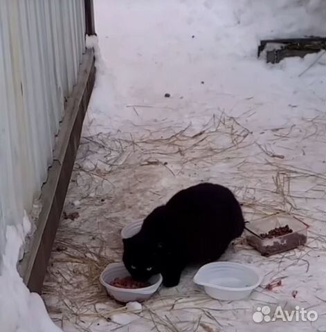 Из 16 кошек осталось 4. Остальных отравили